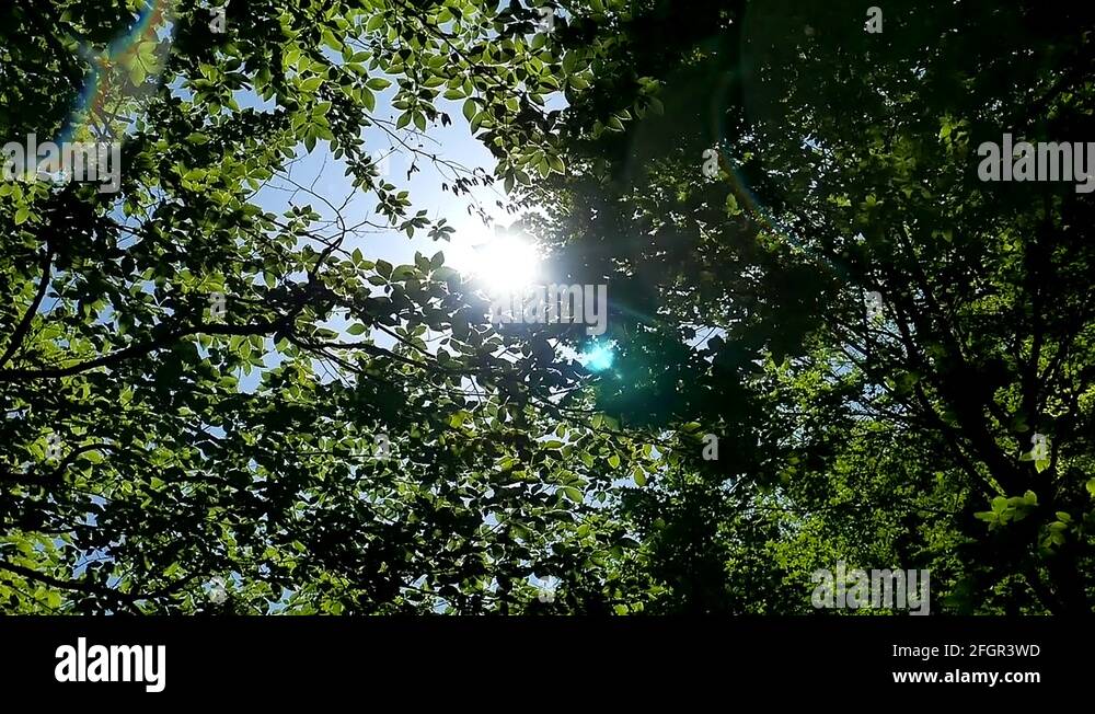 Sunlight lit Stock Videos & Footage - HD and 4K Video Clips - Alamy