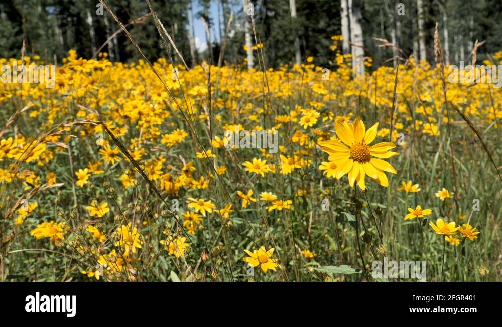 Field of arrowleaf balsamroot Stock Videos & Footage - HD and 4K Video ...