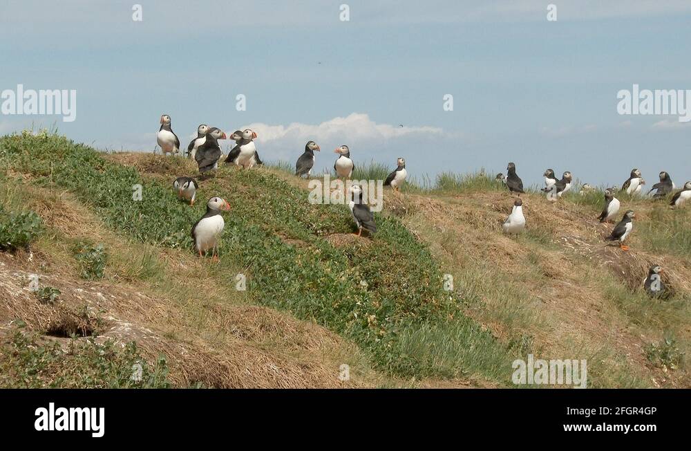 Burrows on a Stock Videos & Footage - HD and 4K Video Clips - Alamy