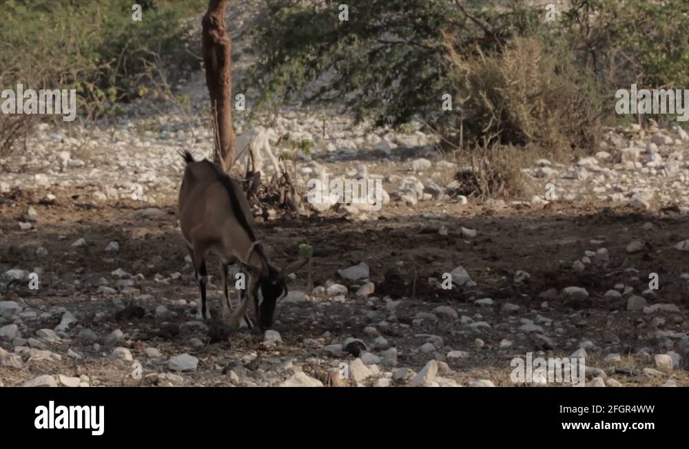Goat under a tree Stock Videos & Footage - HD and 4K Video Clips - Alamy
