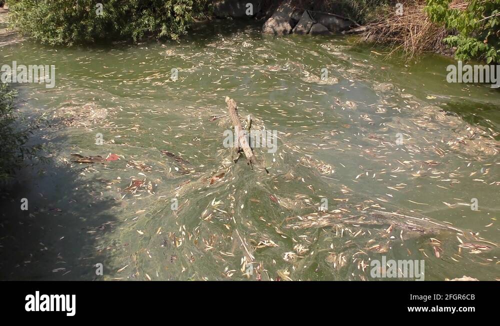 A polluted body of standing water with green Algae and floating foam ...