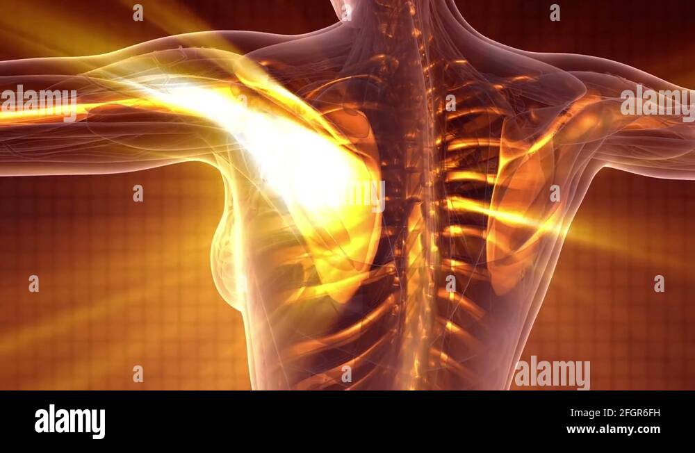 science anatomy of human body in x-ray with glow skeleton bones Stock ...