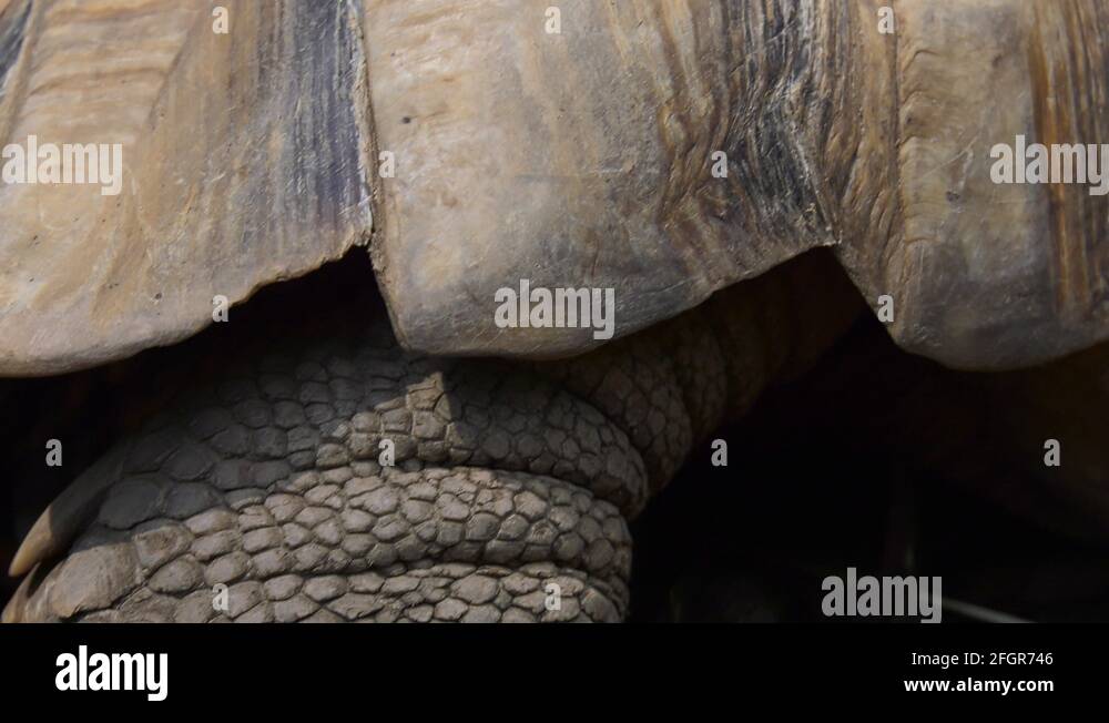 tortoise feet shell and head closeups 4k Stock Video Footage - Alamy