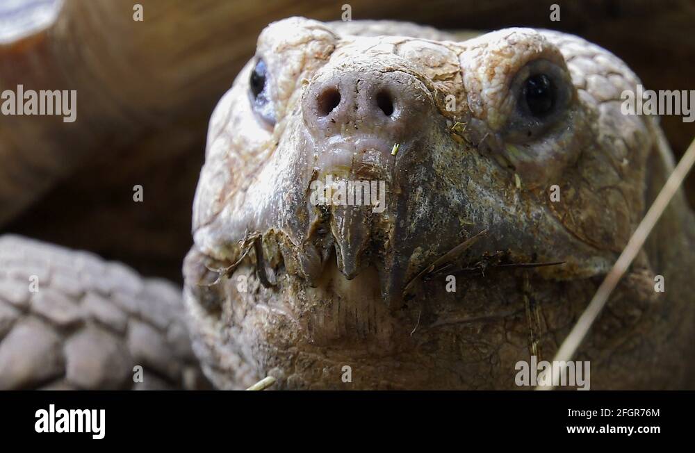 Tortoise face Stock Videos & Footage - HD and 4K Video Clips - Alamy