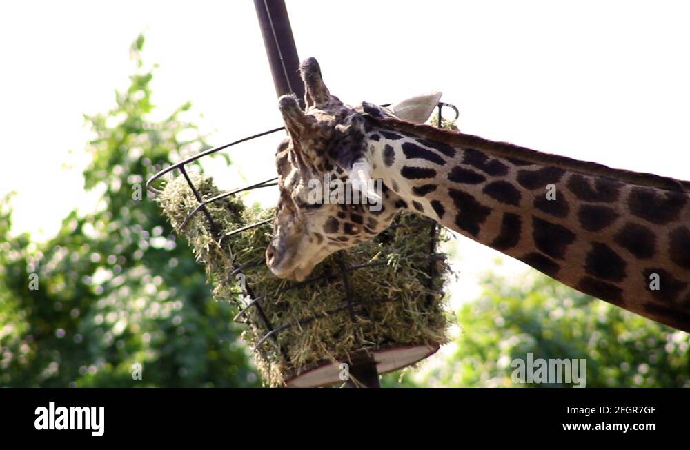 Hay bucket Stock Videos & Footage - HD and 4K Video Clips - Alamy