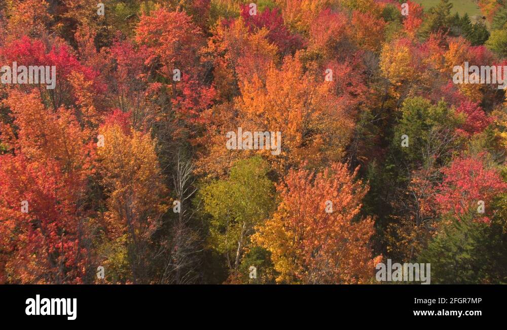 Trees leaves turning colors Stock Videos & Footage - HD and 4K Video ...