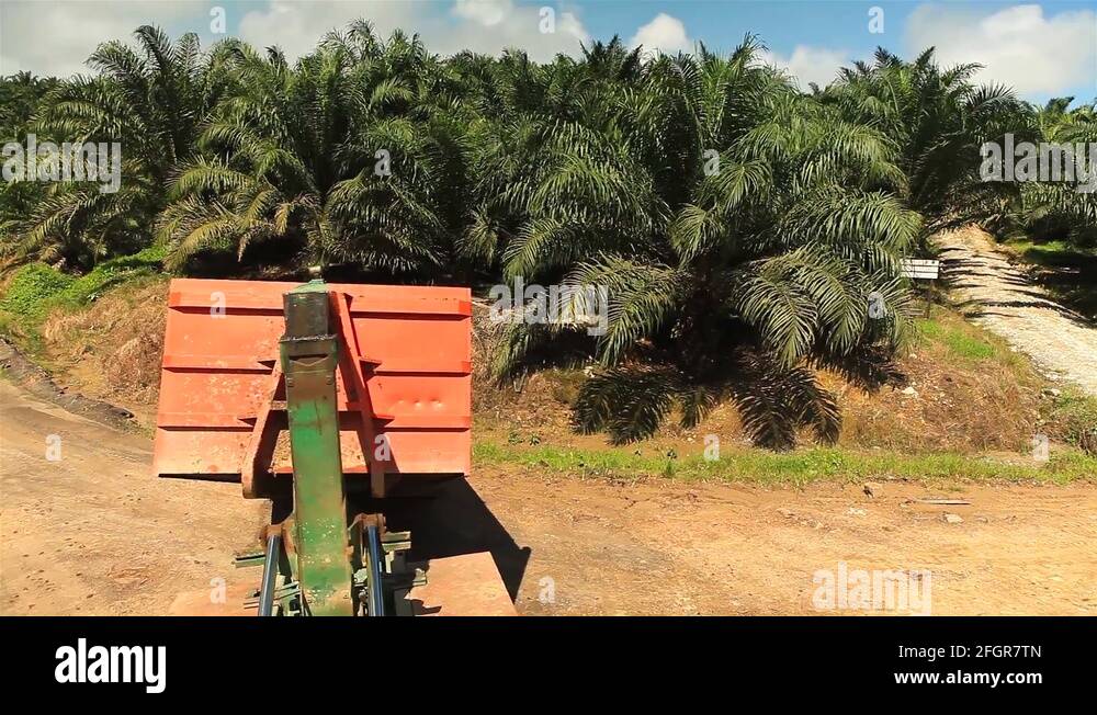 Truck Lifting A Palm Oil Fruit Container - Back Angle Stock Video ...
