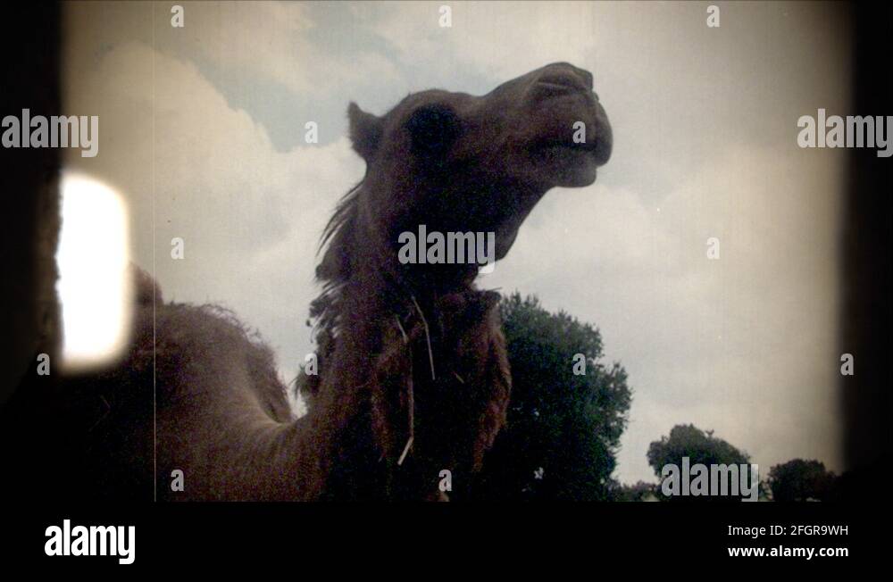 Hunchback film Stock Videos & Footage - HD and 4K Video Clips - Alamy