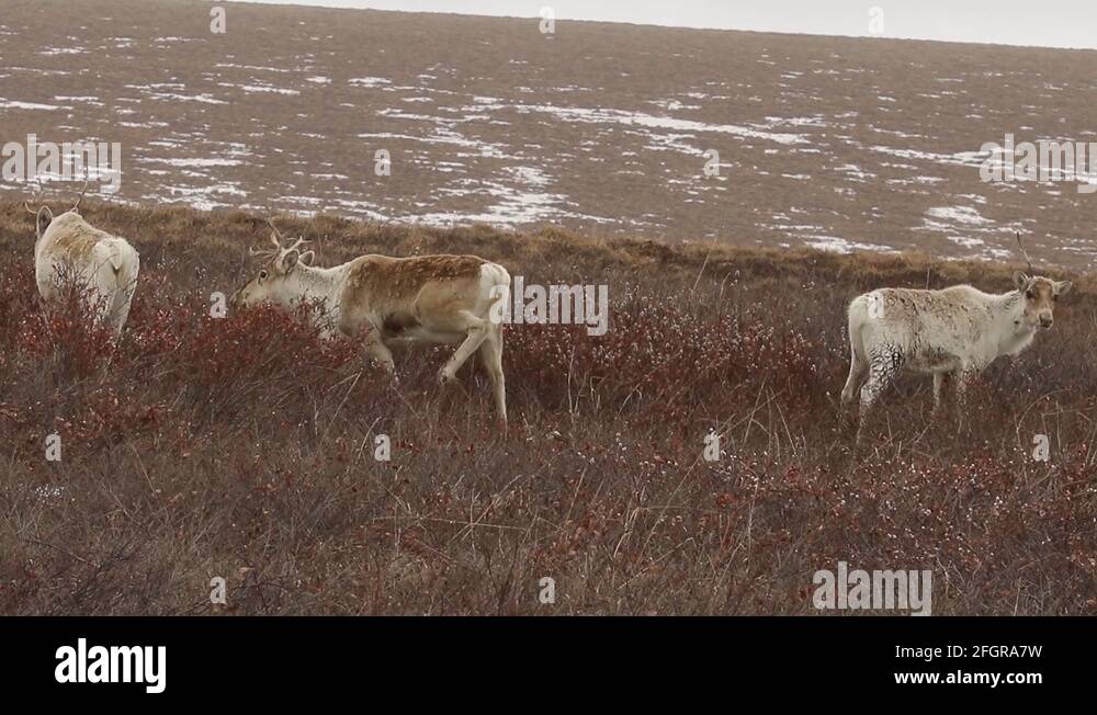 Moose jumping Stock Videos & Footage - HD and 4K Video Clips - Alamy