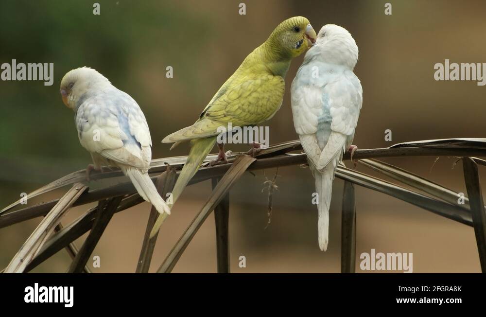 Perch family Stock Videos & Footage - HD and 4K Video Clips - Alamy