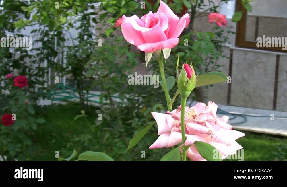 Sharp rose Stock Videos & Footage - HD and 4K Video Clips - Alamy