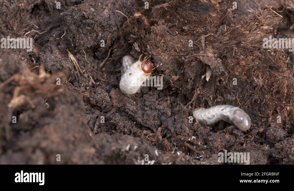 Japanese beetle grub Stock Videos & Footage - HD and 4K Video Clips - Alamy