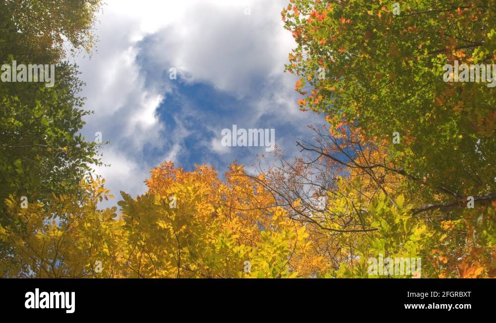 Early autumn leaves turning yellow on vibrant autumn trees in colorful ...