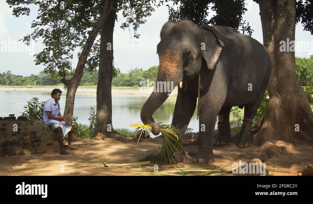Elephant waving Stock Videos & Footage - HD and 4K Video Clips - Alamy