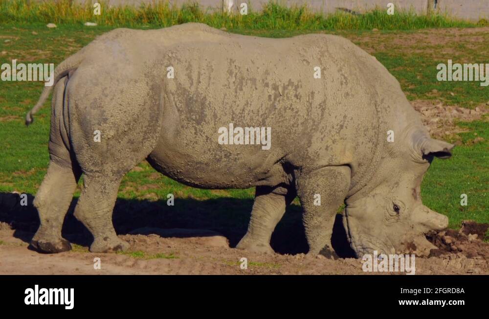 Wildlife poaching and smuggling Stock Videos & Footage - HD and 4K ...