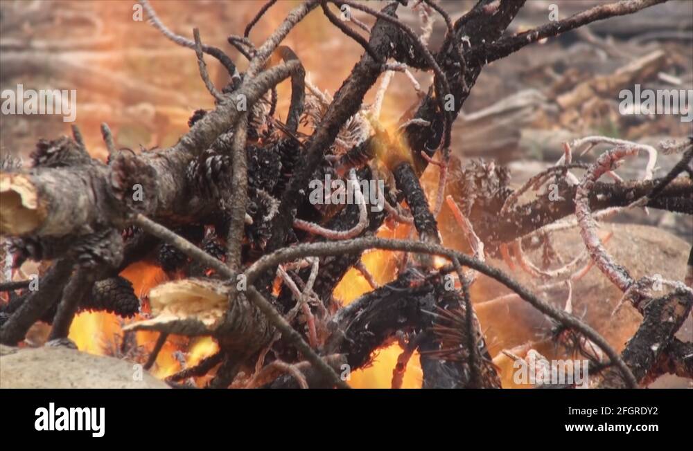 Fire burning dry tree branches Stock Videos & Footage - HD and 4K Video ...