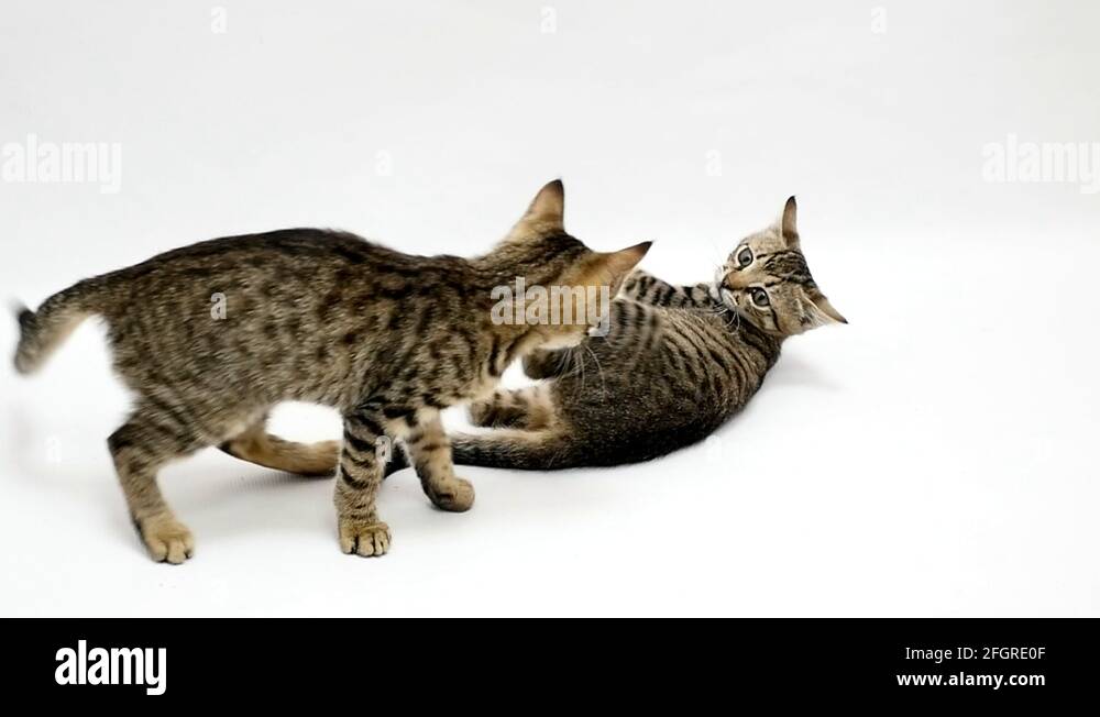 Two cats fight each other on a white background,slow motion Stock Video ...