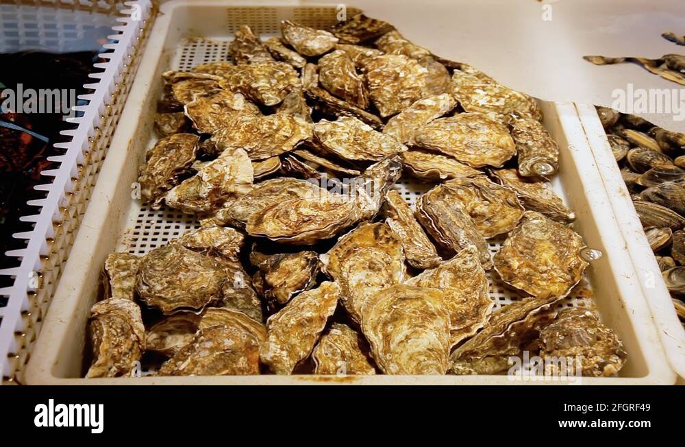 Fish shellfish lobster oysters Stock Videos & Footage - HD and 4K Video ...