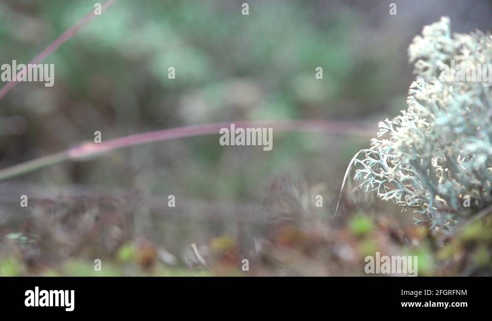 Pale moss Stock Videos & Footage - HD and 4K Video Clips - Alamy