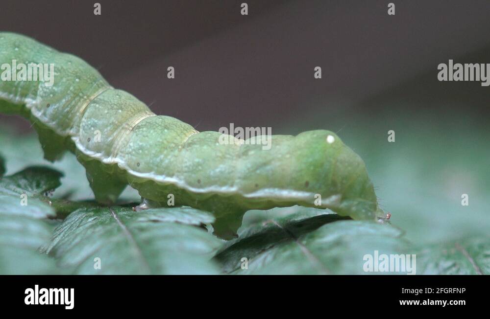 Example tail Stock Videos & Footage - HD and 4K Video Clips - Alamy