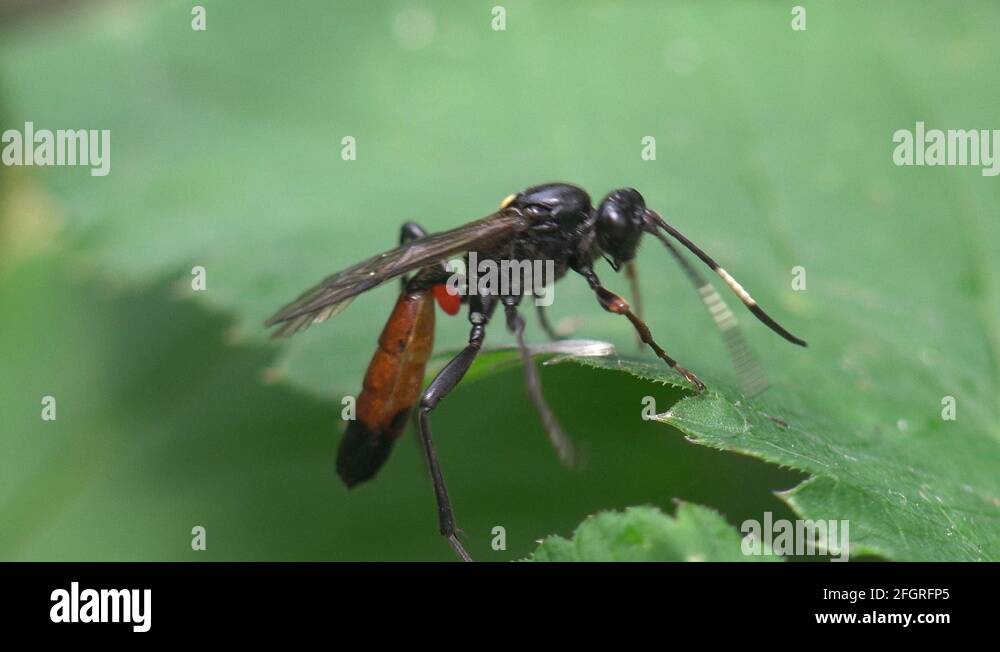 Insect macro 4k: Ammophila sabulosa red-banded sand wasp of hunting ...