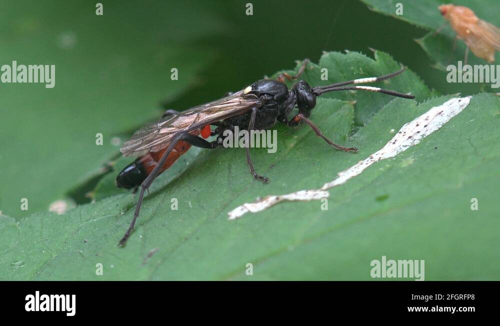 Insect macro 4k: Ammophila sabulosa red-banded sand wasp of hunting ...