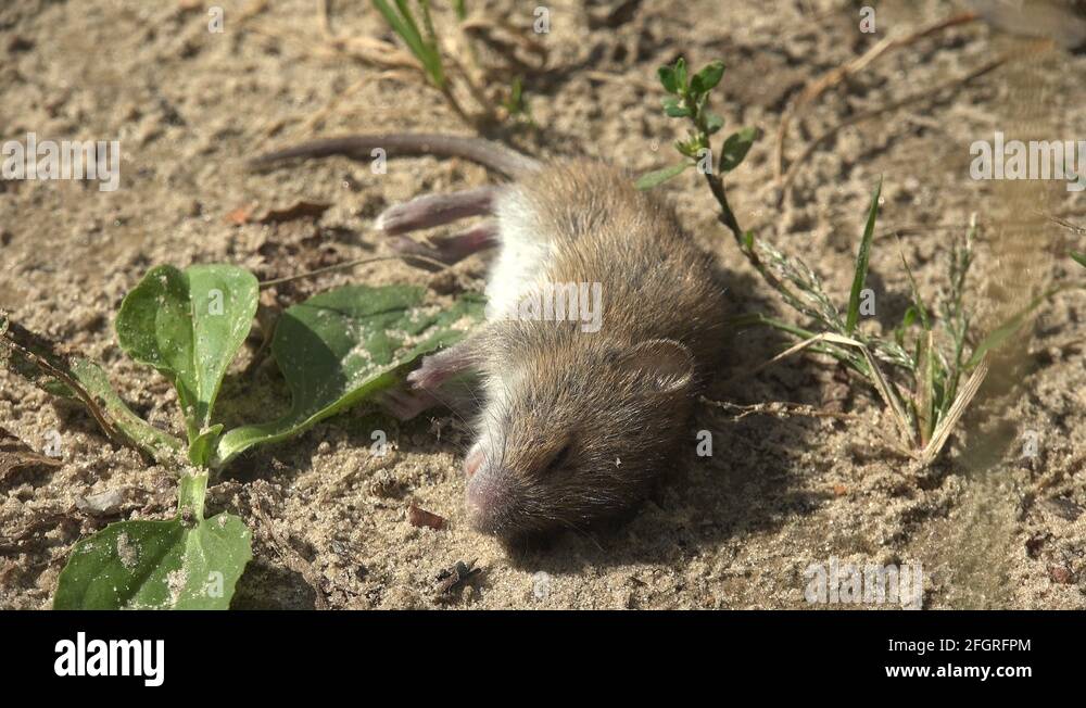 A pointed snout Stock Videos & Footage - HD and 4K Video Clips - Alamy