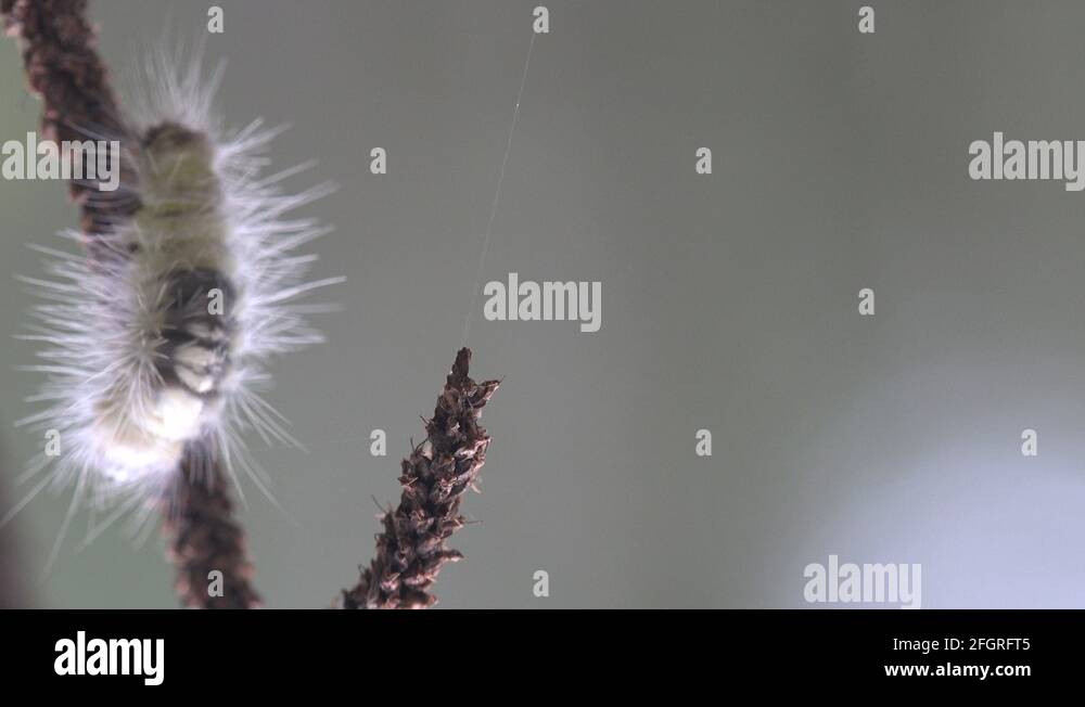 Shoe moth Stock Videos & Footage - HD and 4K Video Clips - Alamy