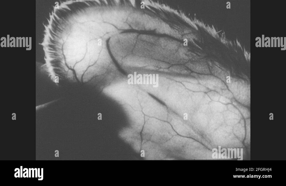 Ear veins Stock Videos & Footage - HD and 4K Video Clips - Alamy