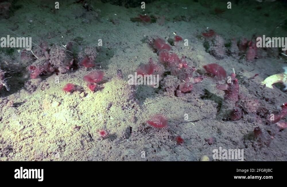 Marine worms Stock Videos & Footage - HD and 4K Video Clips - Alamy