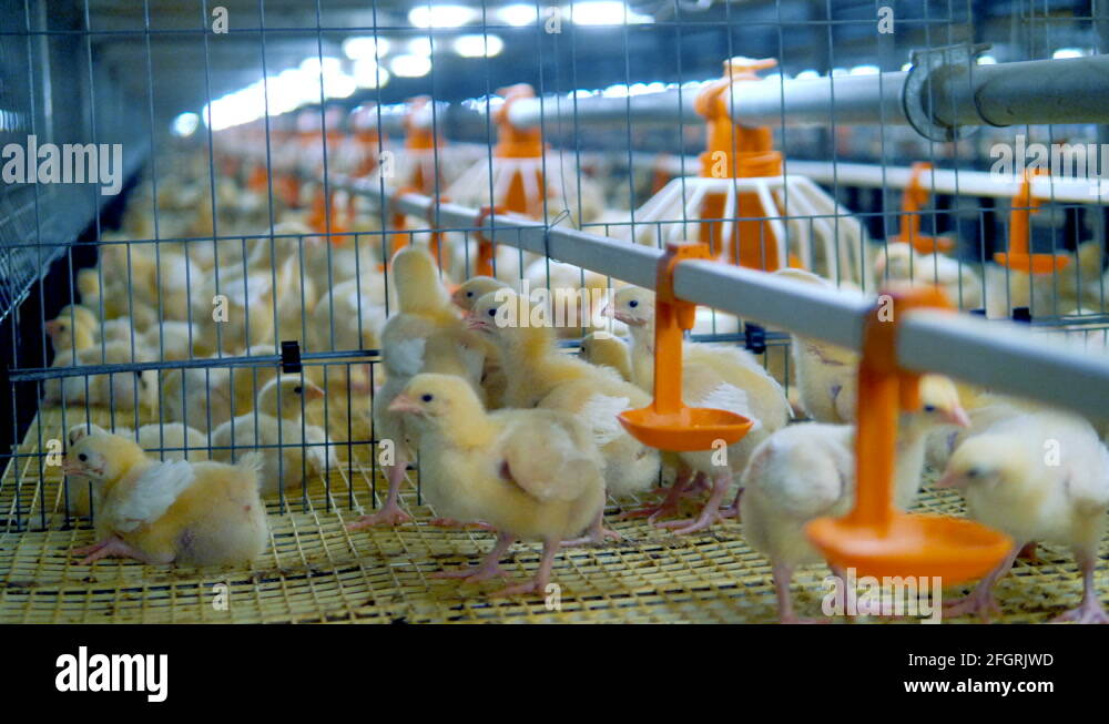 Poultry, chicken farm interior. Baby chicken in poultry cage. 4K Stock ...