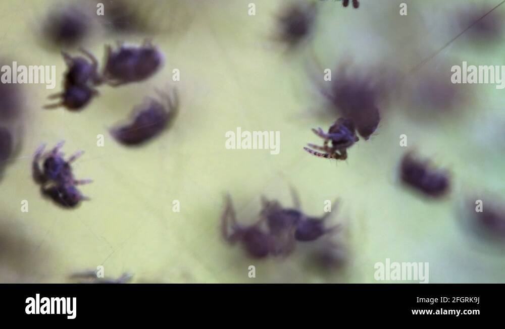 Translucent spiders Stock Videos & Footage - HD and 4K Video Clips - Alamy