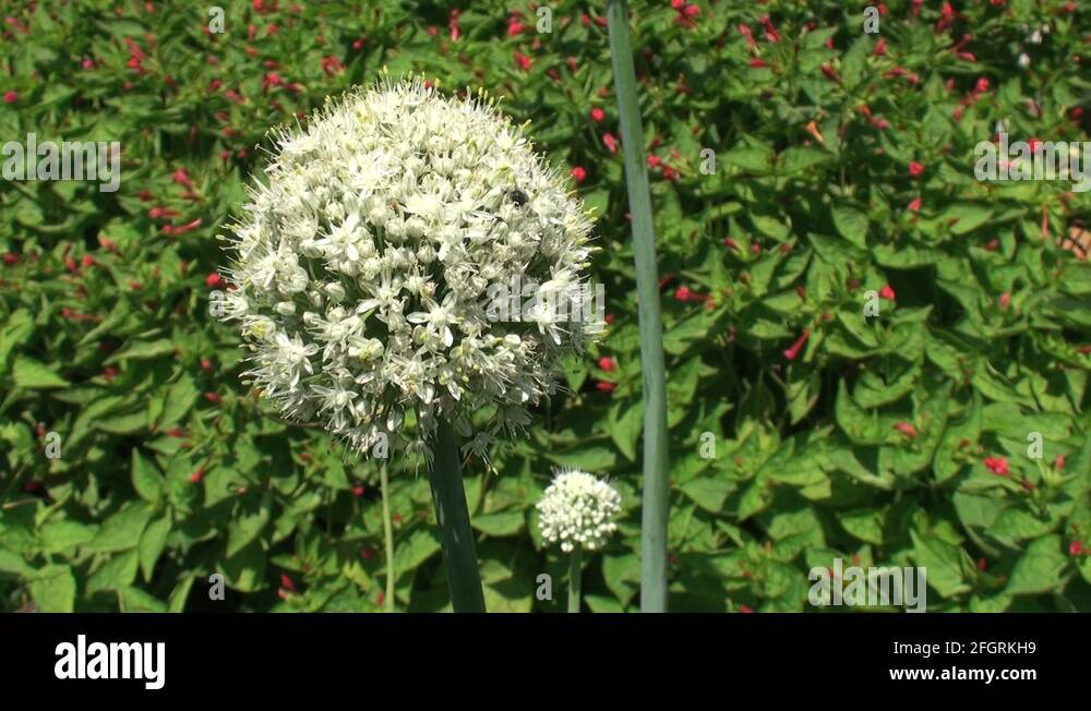 Flower layer Stock Videos & Footage - HD and 4K Video Clips - Alamy