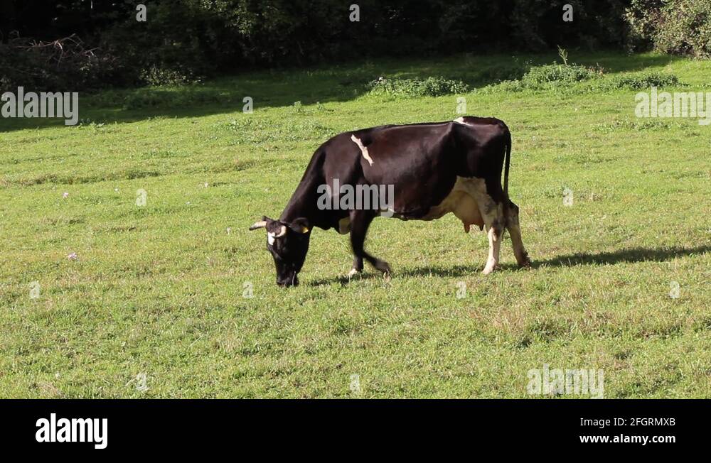 Urban cow Stock Videos & Footage - HD and 4K Video Clips - Alamy