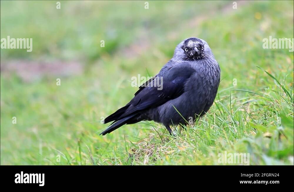 Crow jackdaw Stock Videos & Footage - HD and 4K Video Clips - Alamy