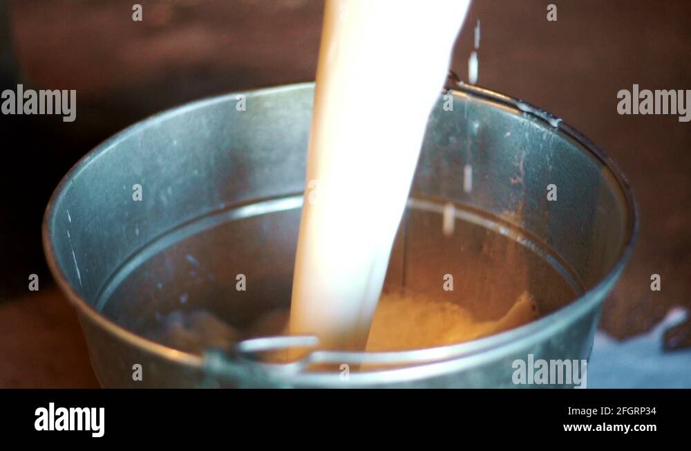 Close up fresh cow milk pouring in bucket on dairy farm. Dairy products ...