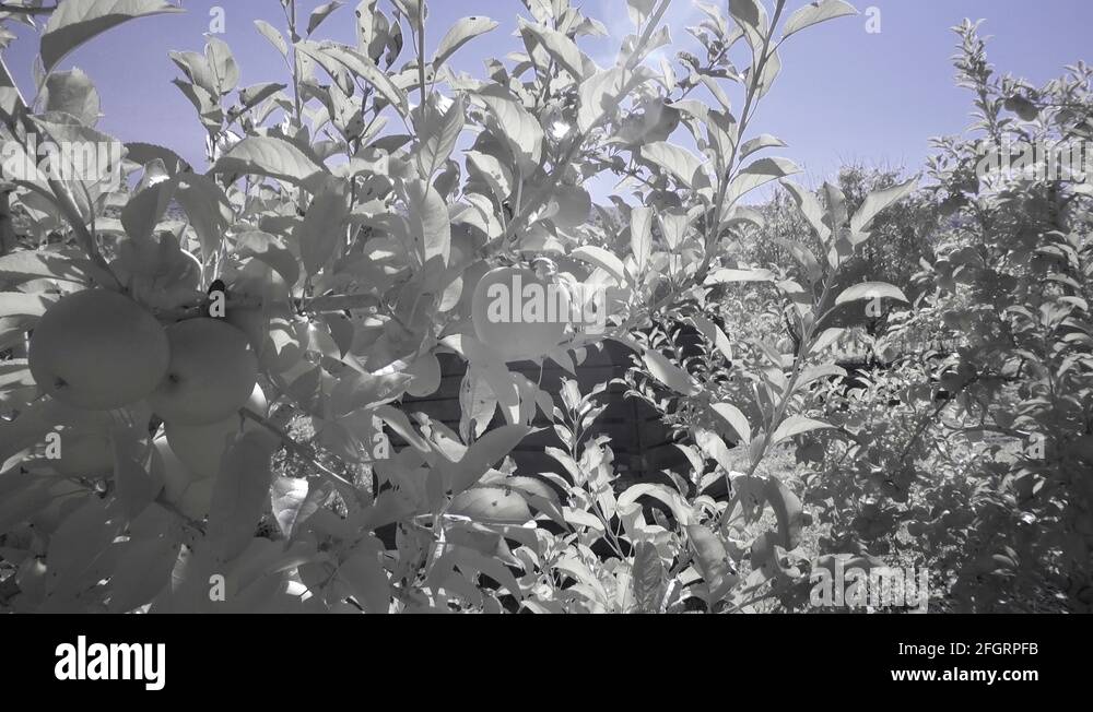 Backlit apple trees in orchard Stock Videos & Footage - HD and 4K Video ...