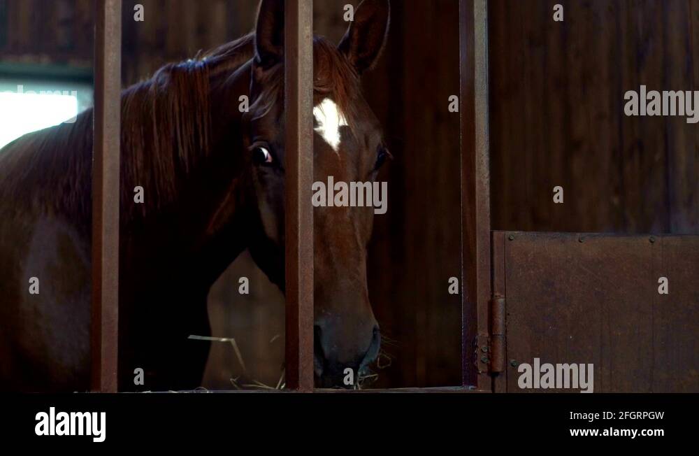Horse breeding farm Stock Videos & Footage - HD and 4K Video Clips - Alamy