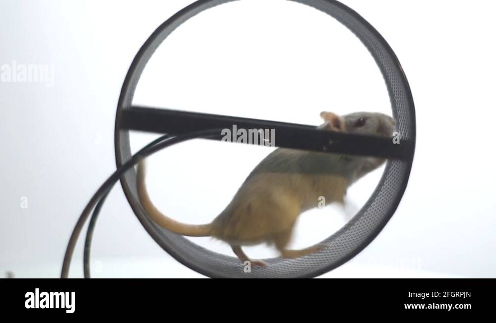 Mouse paws Stock Videos & Footage - HD and 4K Video Clips - Alamy