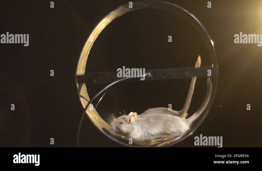 Mouse tails Stock Videos & Footage - HD and 4K Video Clips - Alamy