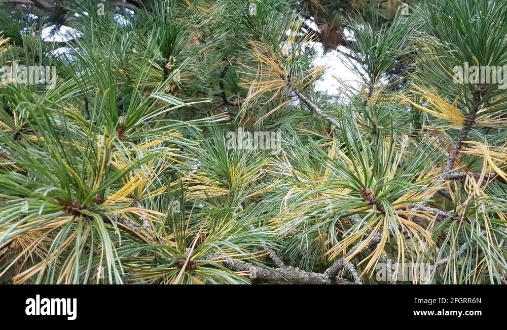Dwarf pine garden Stock Videos & Footage - HD and 4K Video Clips - Alamy