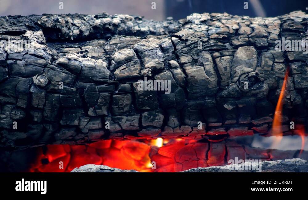 Char tree Stock Videos & Footage - HD and 4K Video Clips - Alamy