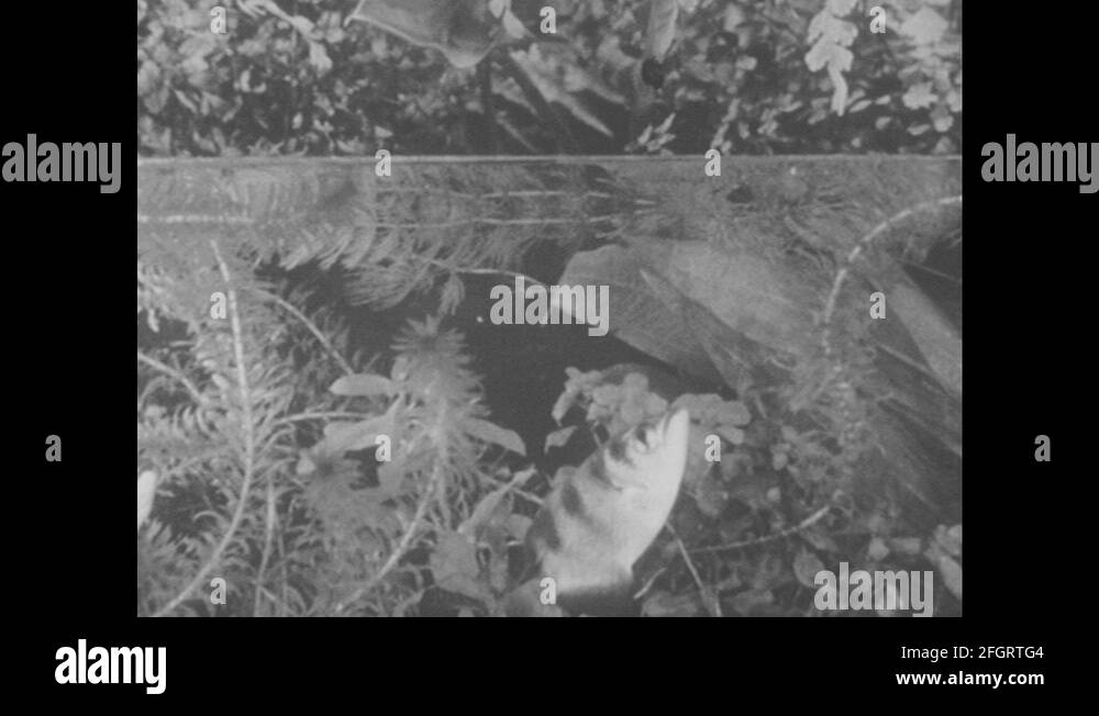 Fish spitting water insect Stock Videos & Footage - HD and 4K Video ...