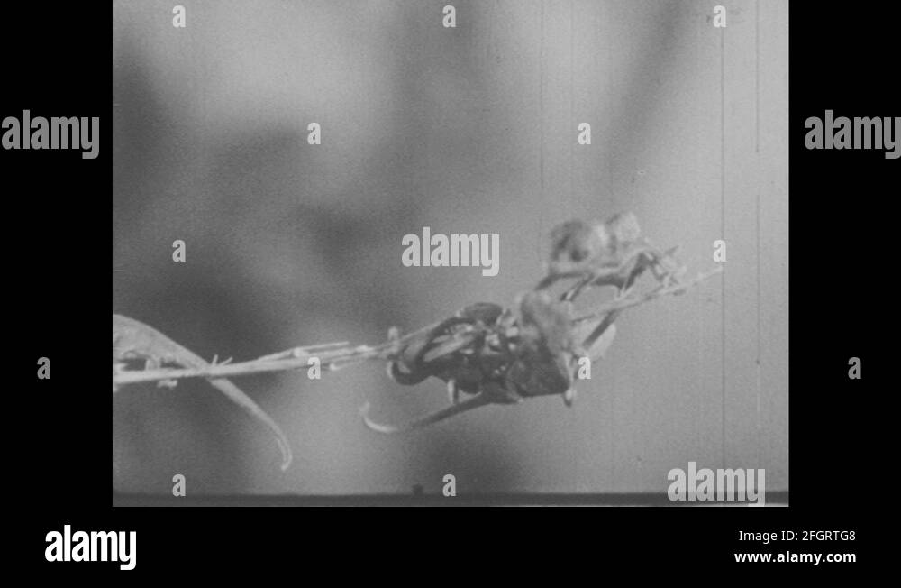 Chameleons tail Stock Videos & Footage - HD and 4K Video Clips - Alamy