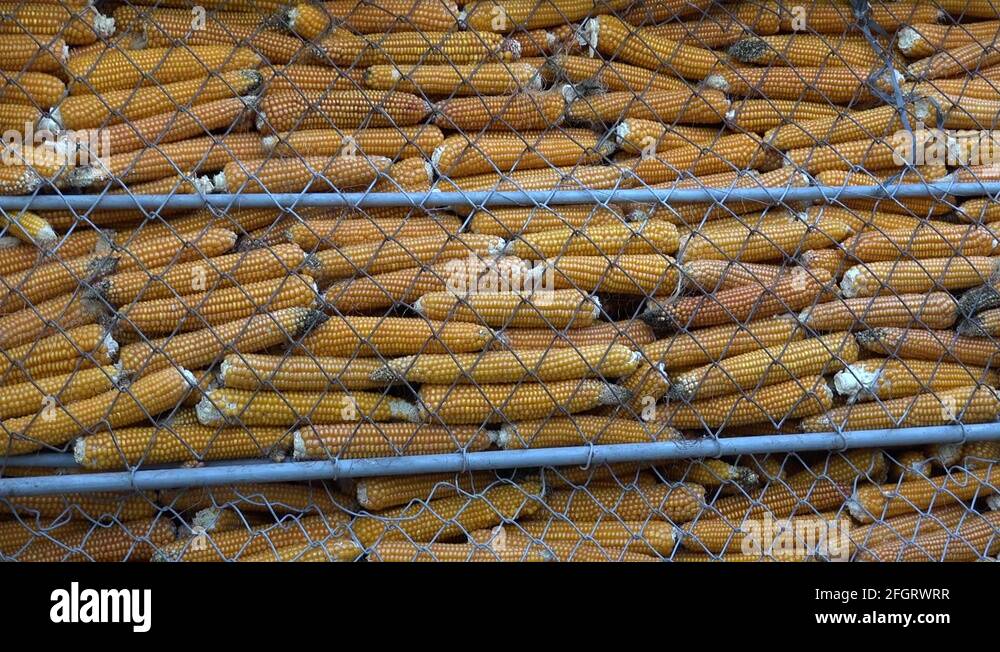Corn maize grain cereal healthy Stock Videos & Footage - HD and 4K ...