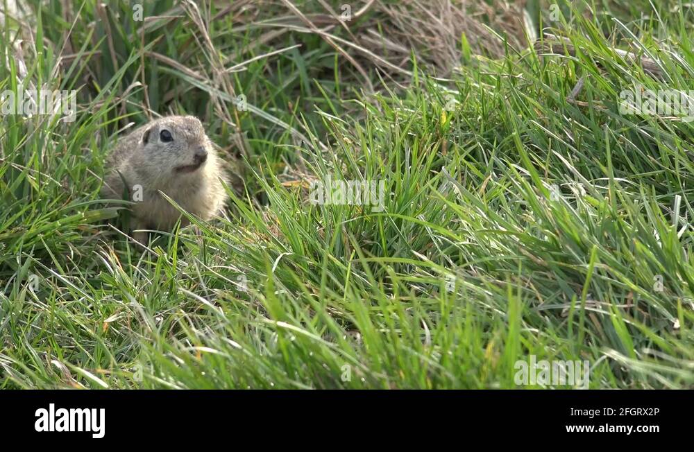 Animal green fauna Stock Videos & Footage - HD and 4K Video Clips - Alamy