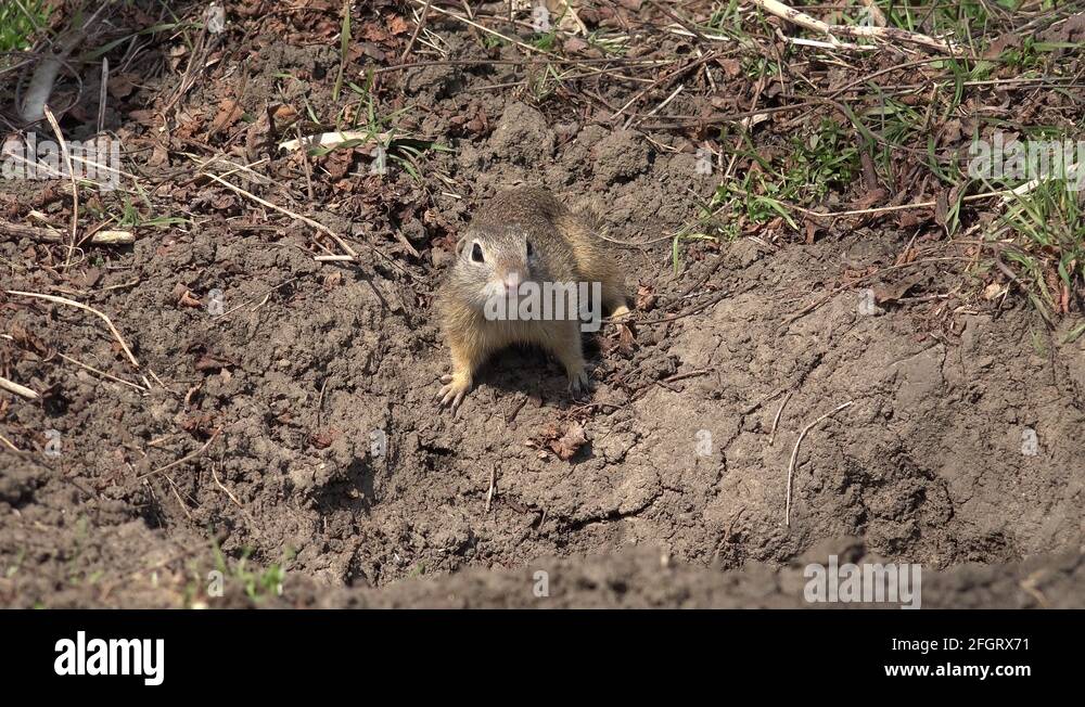 Gopher animal Stock Videos & Footage - HD and 4K Video Clips - Alamy