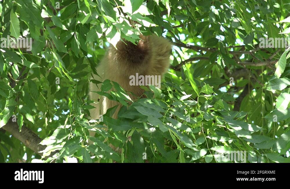 Cute fauna Stock Videos & Footage - HD and 4K Video Clips - Alamy