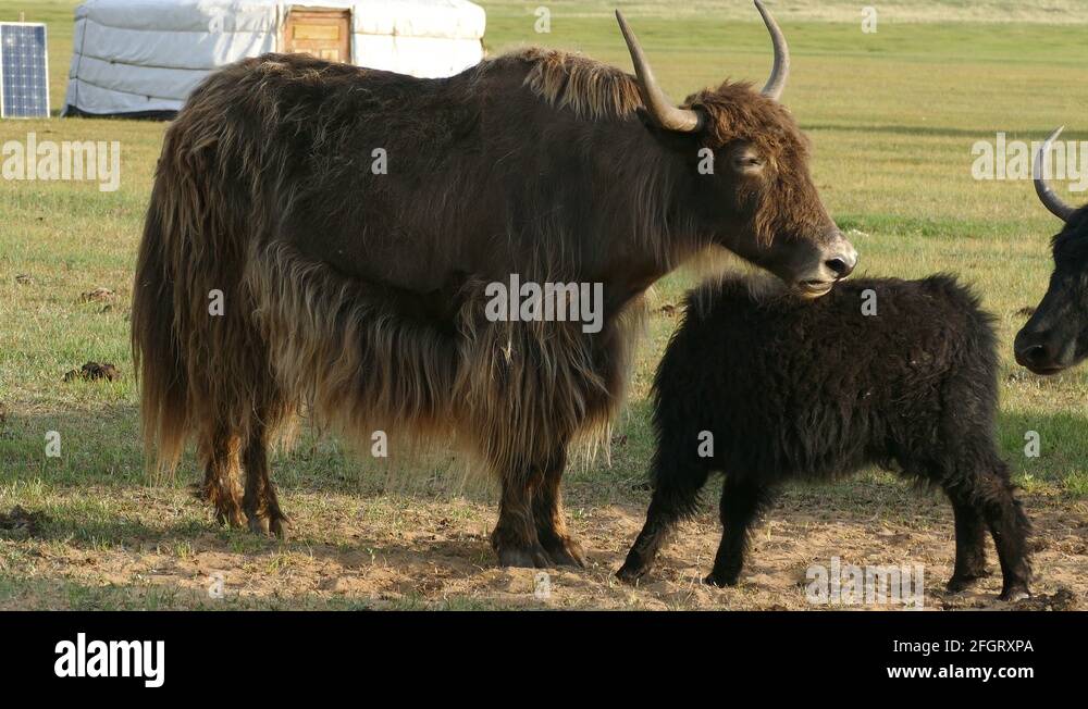 Mamma-yak and yak-calf Stock Video Footage - Alamy
