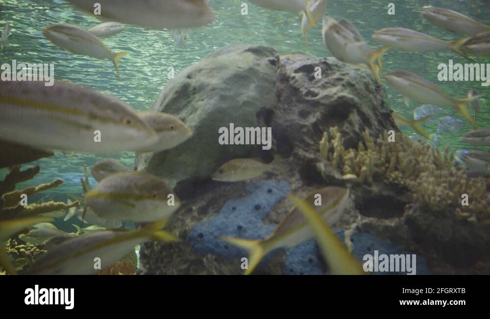 Warm water tank Stock Videos & Footage - HD and 4K Video Clips - Alamy